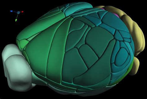 a new complete high resolution 3d map of the mouse brain [video]