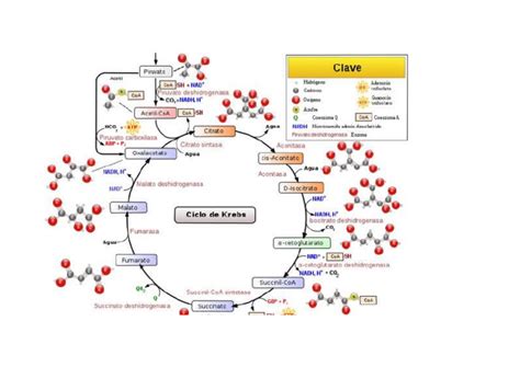 Ciclo De Krebs Pdf