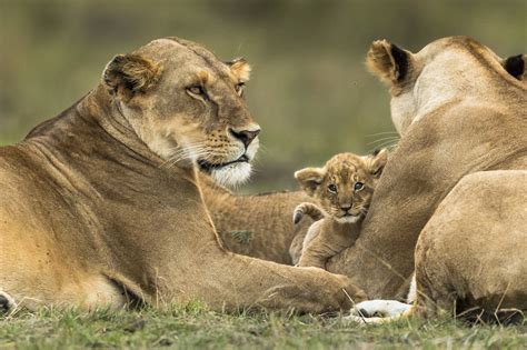 The Social Cat Lion Social Behavior In Prides And Coalitions Paws