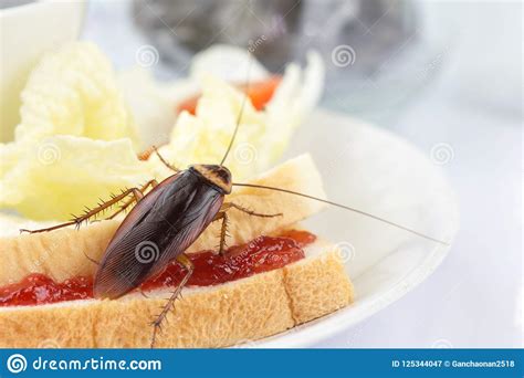 Cockroach Problem In Kitchen Roach Cockroach Insect
