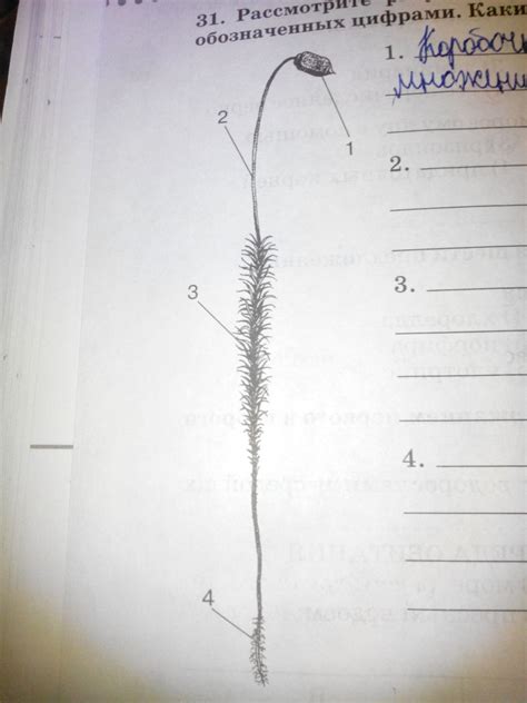 Рассмотрите рисунок Подпишите названия частей мха обозначенных цифрами Какие функцие они