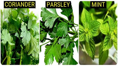 Parsley Vs Coriander Leaves At Theresa Sotelo Blog