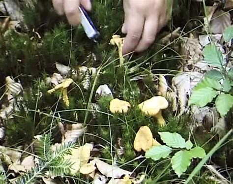 Heidi Auf Der Alm German Orgy Hardcore Porn Xhamster