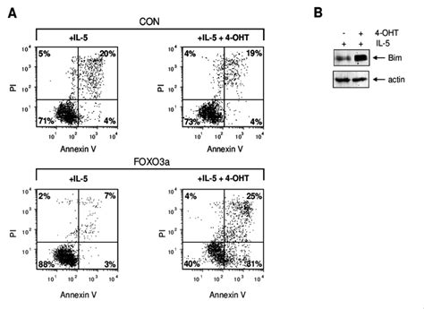 5 Foxo3a Activation Is Sufficient To Induce Both Tf 1 Apoptosis And