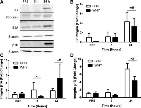 Integrin Subunit Protein Expression In Human Skeletal Muscle In