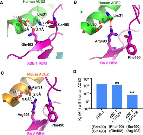 Structural Evolution Of Sars Cov 2 Omicron In Human Receptor