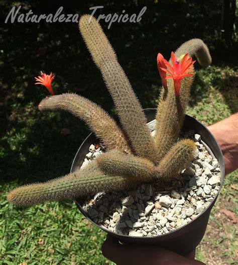 Un Cactus Que Te Encantará Cleistocactus Winteri Plantas