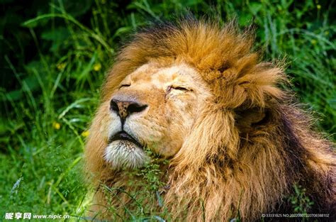 狮子摄影图 野生动物 生物世界 摄影图库 昵图网