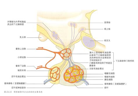 【神外解剖学】垂体部分图文详解 脑医汇