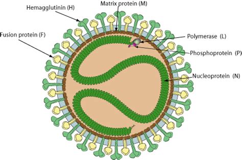 Measles Virus Structure
