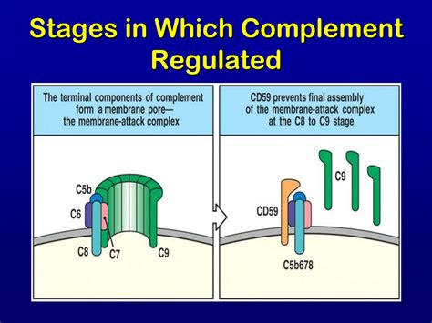 PPT THE COMPLEMENT SYSTEM PowerPoint Presentation Free Download ID