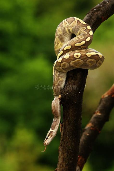 The Ball Python Python Regius Also Called The Royal Python On The Old