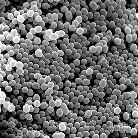 Staphylococcus Aureus Sem Photograph By David M Phillips Pixels My