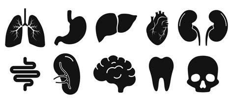 인간의 내부 장기 아이콘 세트 벡터 일러스트 Eps 10 프리미엄 벡터