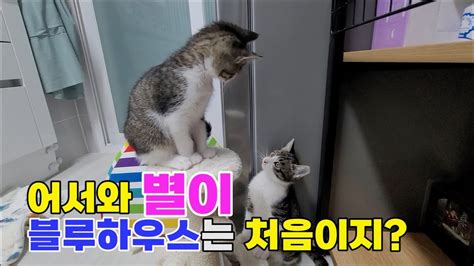 어서와 별이 블루하우스는 처음이지 Youtube