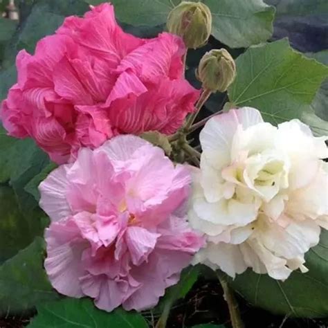 Tapobon Double Petal Cotton Rose Land Lotus Sthal Poddo Hibiscus