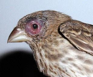 Album Of 50 Pictures Of Diseases