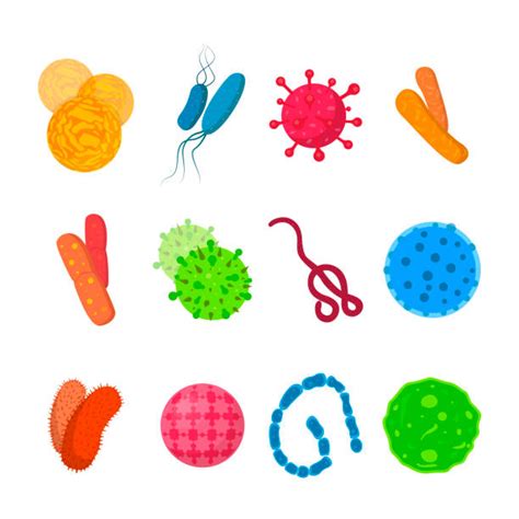 Best Staphylococcus Aureus Illustrations Royalty Free Vector Graphics And Clip Art Istock