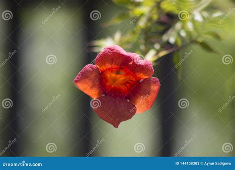 Beautiful Red Spring Summer Flowers Stock Image Image Of Garden Isolated 144108303