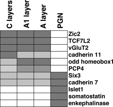 differential expression patterns define functional structures in the