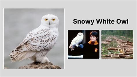 Great White Owl Identification Facts And Symbolism