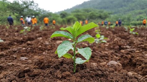 A Single Sapling In A Field Of New Growth Stock Illustration Illustration Of Forest