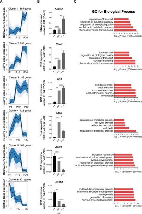 胎儿暴露于丙戊酸会失调发育中小脑中自闭症相关基因的表达 Translational Psychiatry X Mol