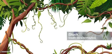 리아나 또는 열대 잎 배경과 포도 나무 구불 구불 한 가지 정글 열대 등반 식물 나뭇가지에 대한 스톡 벡터 아트 및 기타 이미지 나뭇가지 덩굴 리아나 Istock