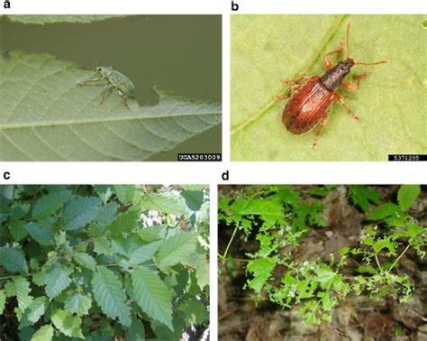 2 Polydrusus Sericeus A And Phyllobius Oblongus B Adults With Download Scientific Diagram
