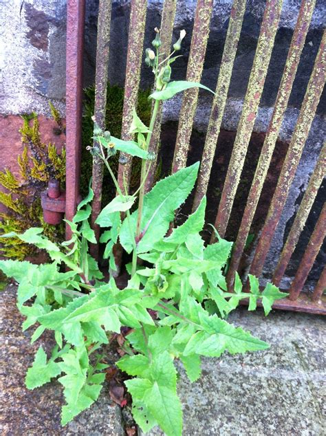 Raw Edible Plants Smooth Sow Thistle Sonchus Oleraceus