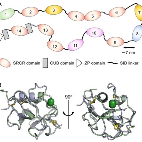 Conserved Ligand Binding Motif Across Srcr Domains Srcr Domains From