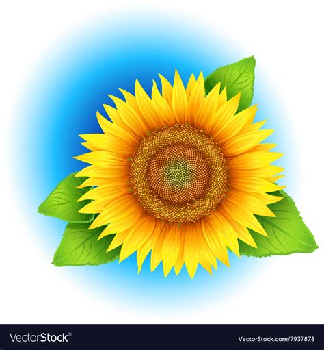 Flower Of Sunflower With Leaves Royalty Free Vector Image