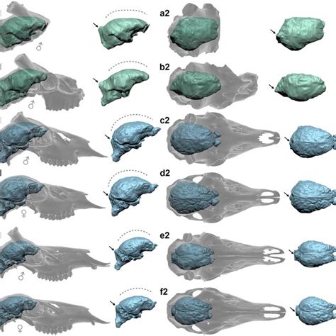 Ct Based Comparison Of Antler Shape And Cross Sections A Download Scientific Diagram