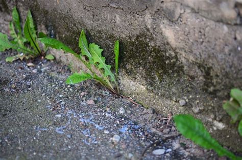 아스팔트에서 자라는 잔디가 이끼 낀 콘크리트 벽 근처의 균열 균열 벽과 땅 사이의 균열에서 자라는 블로우볼 잡초 0명에 대한 스톡 사진 및 기타 이미지 Istock