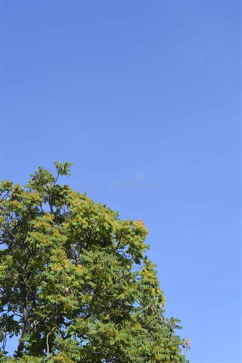 Tree Of Heaven Stock Photo Image Of Chinese Quassia 263099272