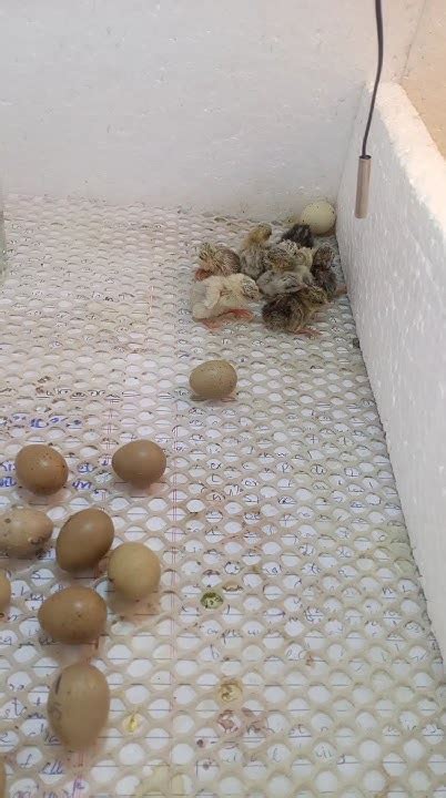 Button Quails Chicks Hatching King Quails Youtube