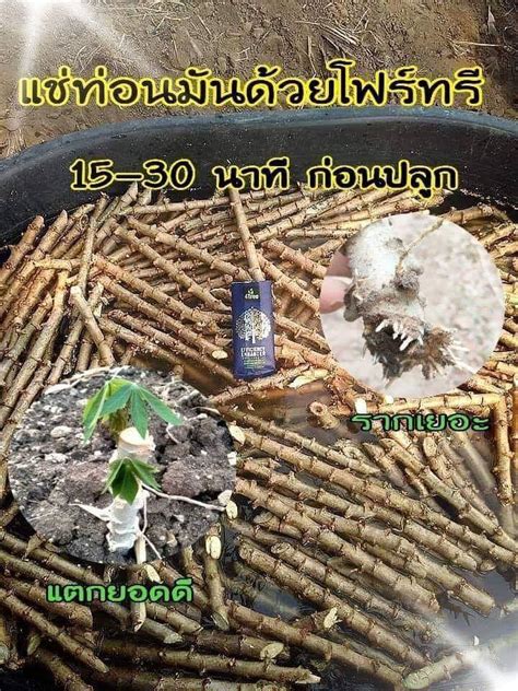 โพธิ์เงินโพธิ์ทอง ‼️ทำไม ต้องใช้โฟร์ทรี 4tree แช่ท่อนมัน ก่อนนำไปปลูกหรือปักมัน🍠🍠🍠 ช่วยให้ลำ