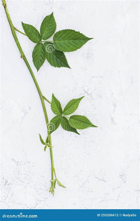Plant Vine With Green Leaves On White Wall Background Copy Space Stock