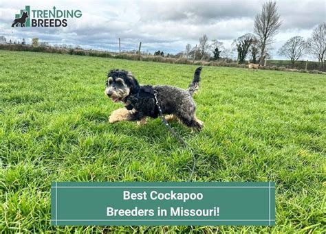 7 Best Cockapoo Breeders In Missouri 2024
