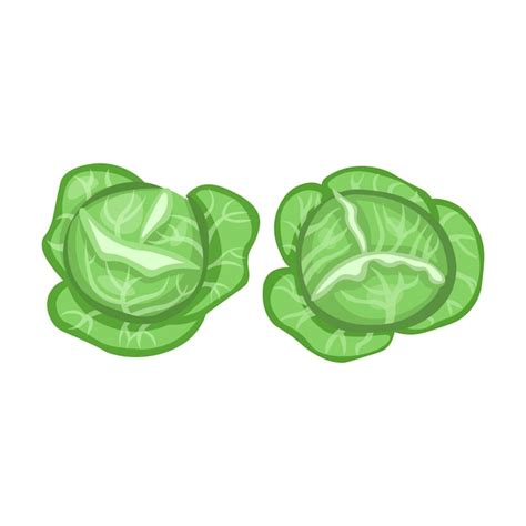 Repolho Doce Imagens Download Grátis No Freepik