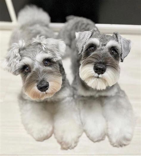 How To Clip A Pet Schnauzers Face And Eyebrows Short Pet Schnauzer
