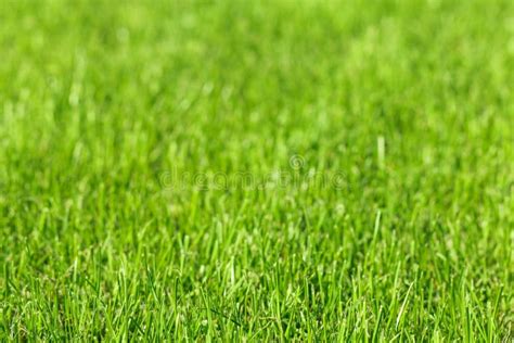 Background Cropped A Green Grass Stock Image Image Of Meadow Pattern