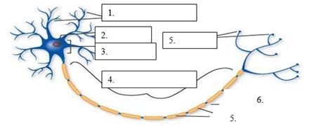 Neurons Diagram Quizlet