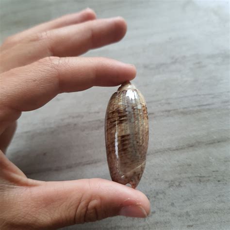 1x Florida Lettered Olive Shell 100 Natural Florida Seashell Etsy