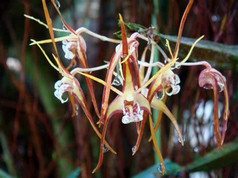 Dendrobium Tetragonum Care And Culture Travaldos Blog