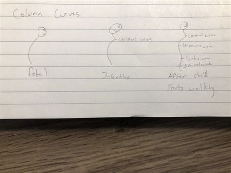 Lecture 10 The Vertebral Column Flashcards Quizlet