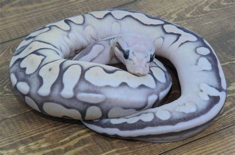 Fire Sterling Scaleless Ball Python By Lovera Exotics Morphmarket Usa