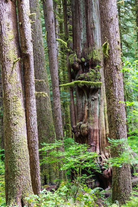 Rain Forest Stock Image Colourbox