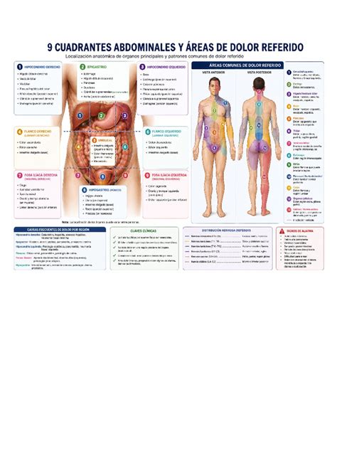 9 Cuadrantes Abdominales Y Áreas De Dolor Referido Studocu