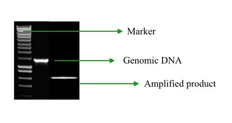 Products Of Genomic Dna Isolation And Pcr Amplification Download
